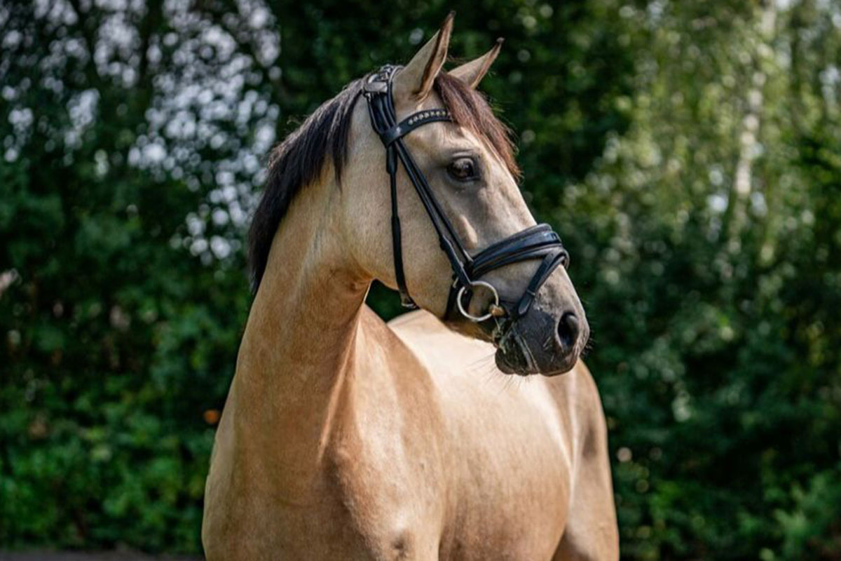 Fantastic Pony Mare for Jumping and Dressage
