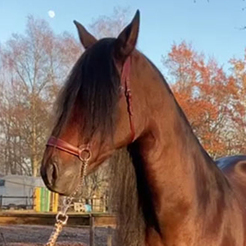 Beautiful PRE Mare Candela – 12 Years, Bay, Long Mane