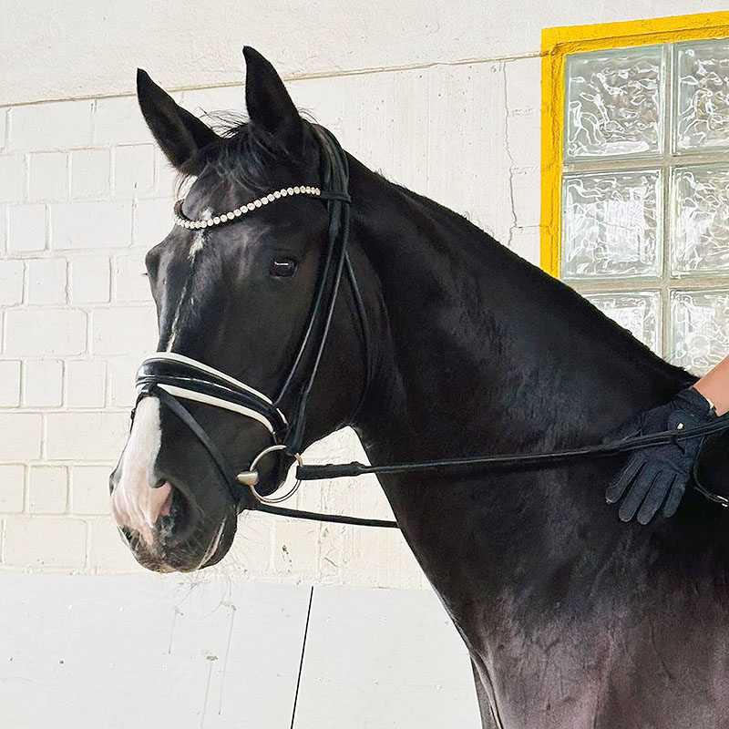 Dressurpferd für den Sport