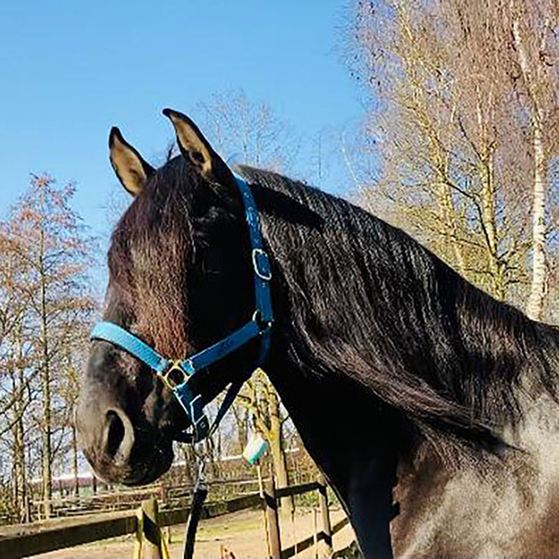 Typvoller PRE Rappe sitzbequem - Barock Meets Classic