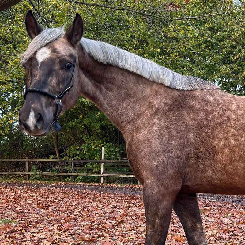 Pony mare Palomino Chocolate for dressage super sweet
